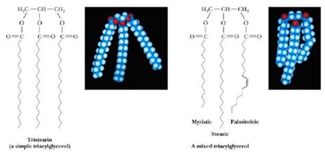 Chapter 6 Lipids Membranes And The First Cells Flashcards Quizlet