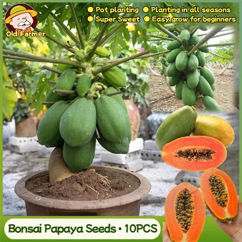 100 Original Sweet Dwarf Papaya Seeds For Planting Fruits 10pcs Fresh