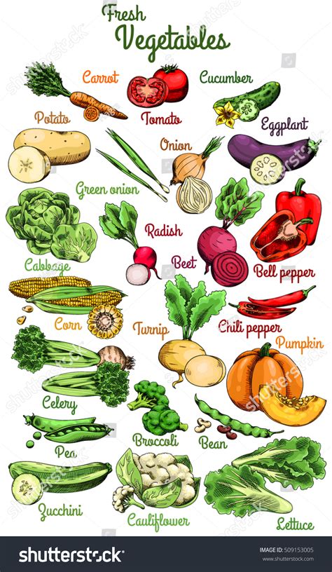 Raw Vegetables Carrot Tomato Cucumber Potato Stock Vector Royalty Free