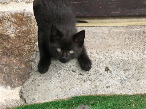 Black Kitten Too Cute Annie Roi Flickr