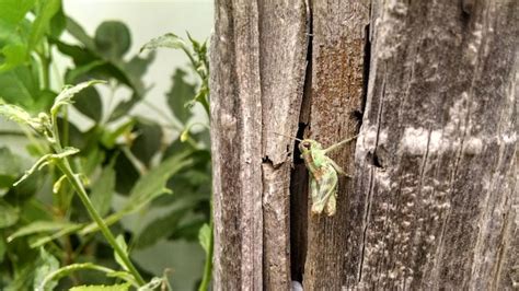Premium Photo View Of Grasshopper On Tree