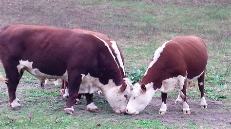 J5 Ranch J5 Ranch Added A New Photo