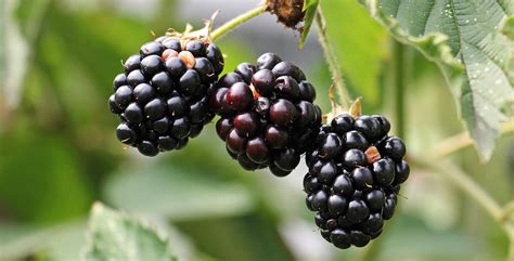 200000 Free Blooming Blackberries And Blackberry Images Pixabay