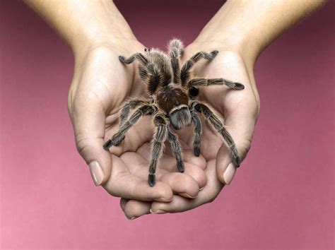 Tarantula Spider