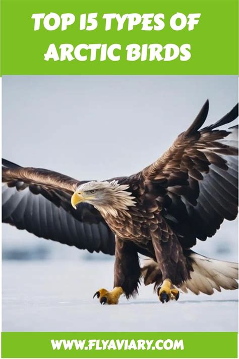 Top 15 Types Of Arctic Birds Arctic Arctic Tundra Bird Species