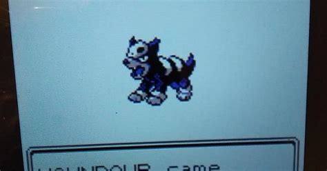 Shiny Houndour After 15 Eggs Using The Shiny Ditto Method 23 Done With