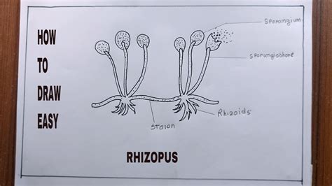 Rhizopus Zygospore Under Microscope Micropedia