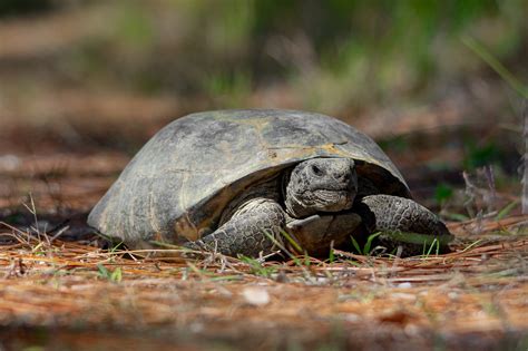 The Jones Happy Gophertortoiseday 🐢 Gopher Tortoises Are An Important Keystone Species In