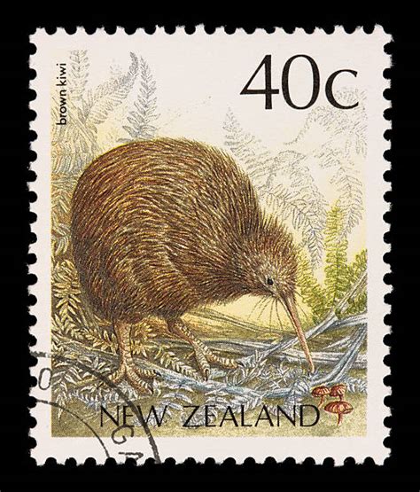 키위새 스톡 사진 및 일러스트 Istock
