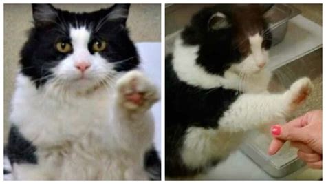 La Chatte Voulait Tellement Trouver Un Maître Quelle Leva La Patte