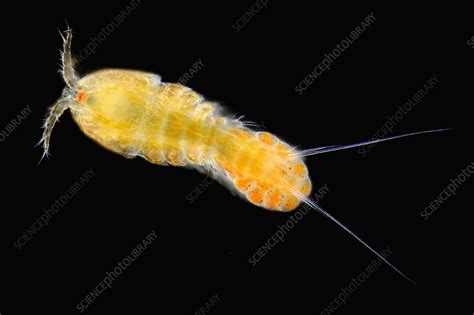 Copepod Tigriopus Brevicornis With Eggs Stock Image C0062793