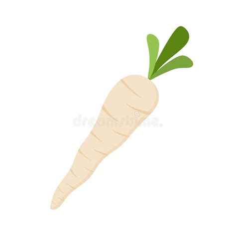 Parsnips Flat Design Vector Illustration Isolated On White Background Parsnip Root With Green