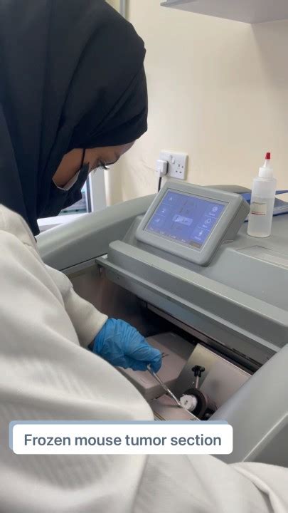 Asmaa A Mostafa On Linkedin Science Research Histology Cancerresearch Invivo