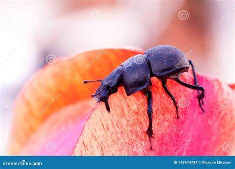 Varn Del Apterus De Lethrus Foto De Archivo Imagen De Extremo Color