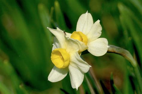 Tazette | Tazette (Narcissus tazetta) (c) Birgit Kurth | naturgucker.de ...