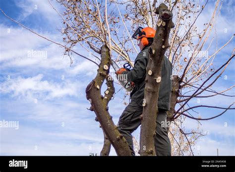 Gardening Operator Pruning Trees With A Chainsaw Stock Photo Alamy