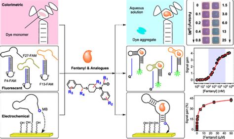 Suite Of Aptamer Based Sensors For The Detection Of Fentanyl And Its Analogues Acs Sensors