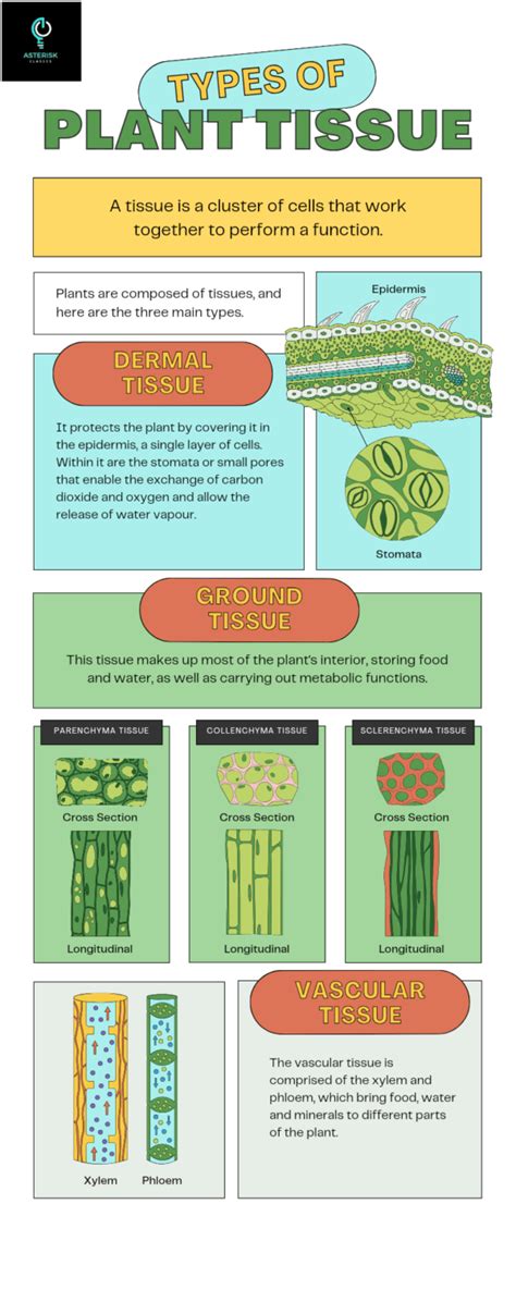 Most Important Topics Of Tissues Class 9 Asterisk Classes