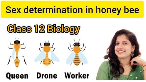 Sex Determination In Honey Beehaplodiploidy Youtube