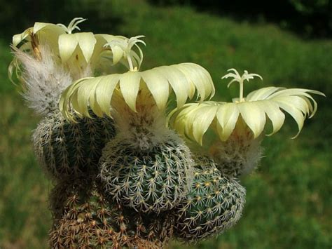 How To Grow And Care For Frailea World Of Succulents