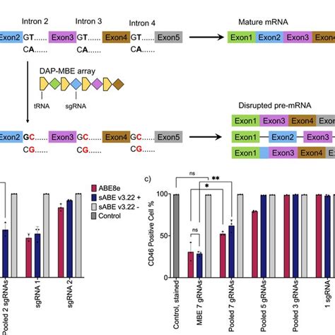 Inducible Multiplex Gene Knockouts In Mammalian Cells A Schematic Of Download Scientific