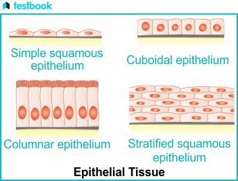Difference Between Simple And Compound Epithelium Testbook