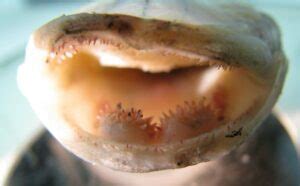 Do Salamanders Have Teeth Anatomy Explained