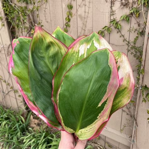 Rainbow Ti Leaf Florabundance Wholesale Flowers