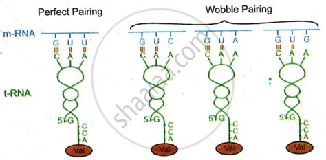 Explain Wobble Hypothesis With The Help Of A Suitable Diagram Biology
