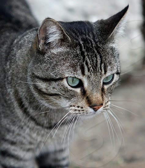 Silver Tabby She Cat With Blue Eyes