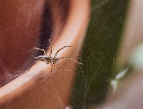 Why And How House Spiders Spin Cobwebs