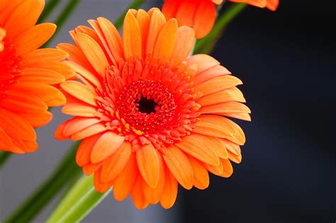 Wallpapers Orange Gerbera Daisy Flowers Wallpapers