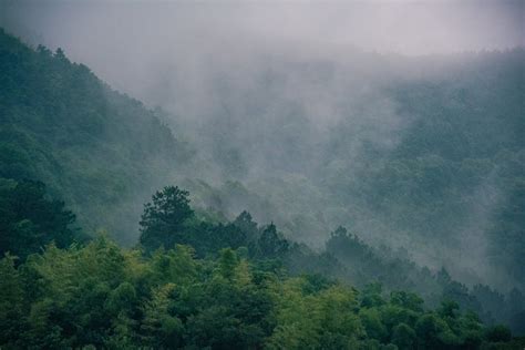 무성한 푸른 숲이 우거진 산맥 위로 안개가 끼다 · 무료 스톡 사진
