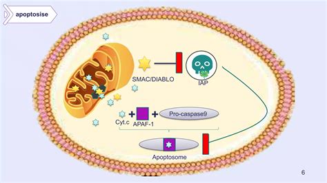 Apoptosis The Intrinsic Pathway Pptx Genetics Science