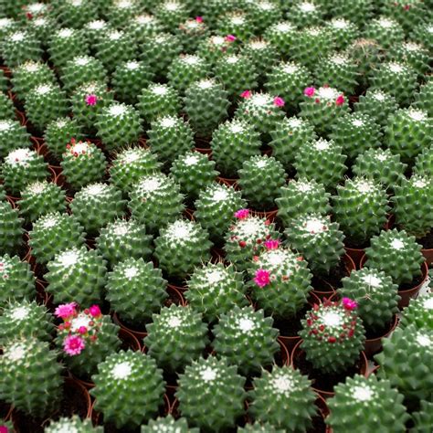 Barrys Secret Cactus Watering Technique — Barry The Cactus Blog