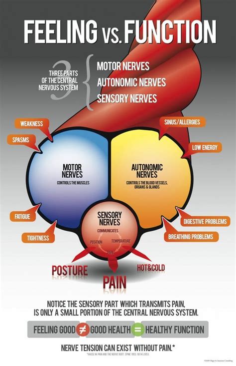 This Is A Great Illustration That Demonstrates The Functions Of The Nervous System And Its