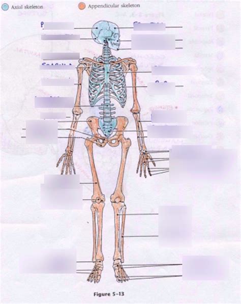 skeleton part 1 diagram quizlet