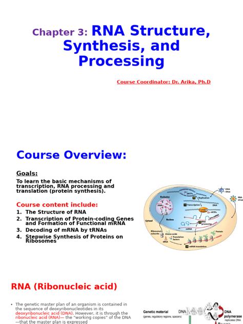 Rna Structure Synthesis And Processing Pdf Rna Science