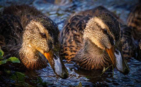 The Twins Jay Himes Flickr