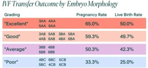 Embryo Grading — Ivf Resources