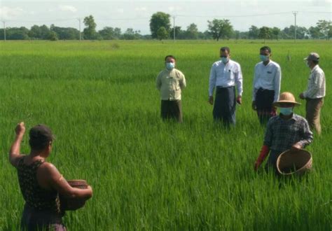 ပေါင်းတည်မြို့နယ် သပြေကြီးစုအုပ်စု၊ လယ်ဦးစုကျေးရွာ တောင်သူဦးဆန်းဝင်း၏ မျိုးစေ့ထုတ်စိုက်ခင်းအား က