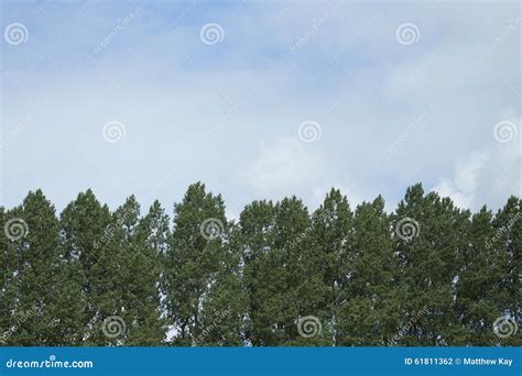Tree Line And Sky Stock Photo Image Of Texture Space 61811362