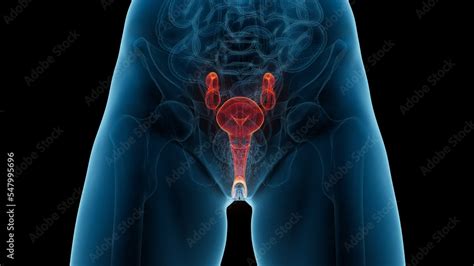3d Rendered Medical Illustration Of Female Anatomy Reproductive