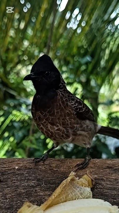 කොණ්ඩ කුරුල්ලාගේ කෙසෙල් කෑම Bulbul Eats Banana Sinhalashorts Birds Eating Youtube