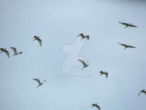 Egret Migration By Faunamelitensis On Deviantart