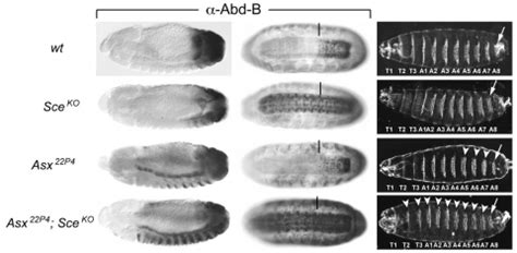 Sce And PR DUB Synergize To Repress HOX Genes Lateral Views Of Stage Download Scientific