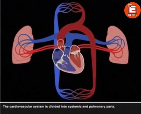 Pulmonary Circulation Animation