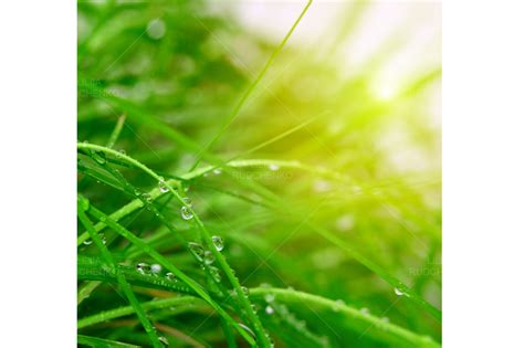 Soft Green Grass Background 131549 Nature Design Bundles