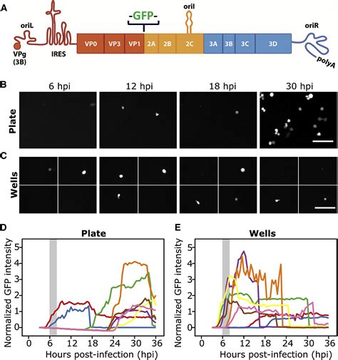 Single Cell Virology On Chip Investigation Of Viral Infection Dynamics Cell Reports