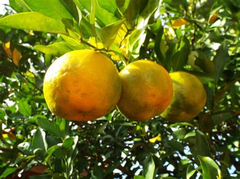 Buy Orange Bergamot Citrus Fruit Tree Citrus Bergamia
